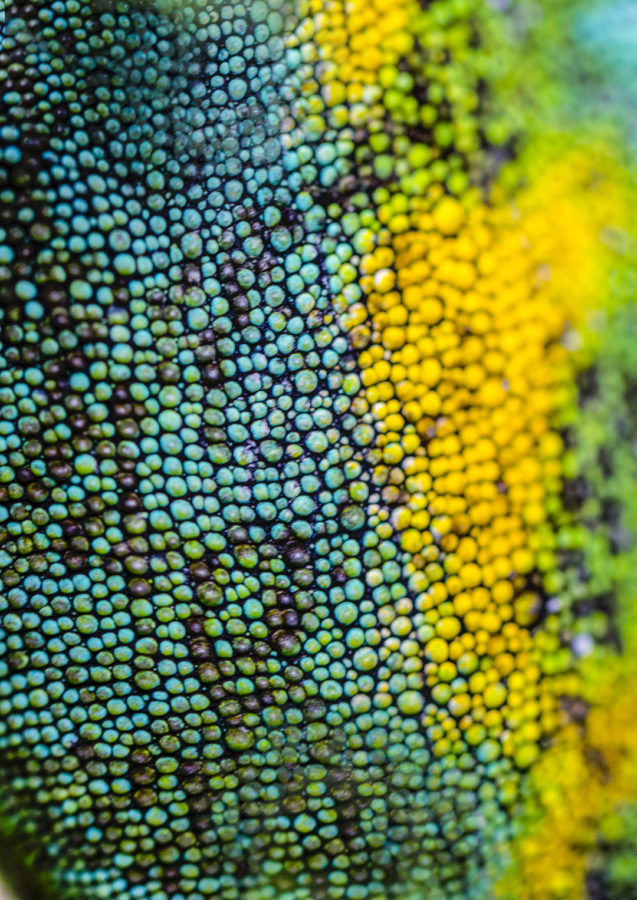 Johnston’s Three Horned Chameleon Skin I | Steve Russell Gallery