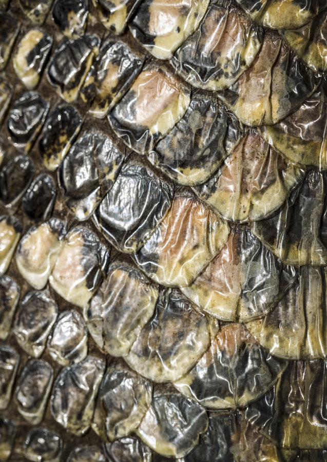 Python | Steve Russell Gallery