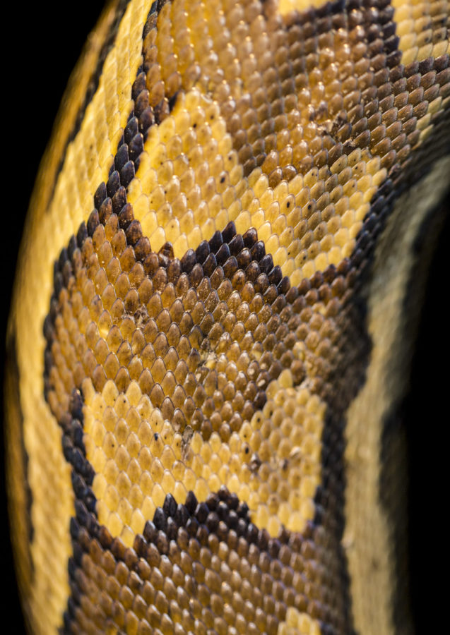 Python Skin | Steve Russell Gallery