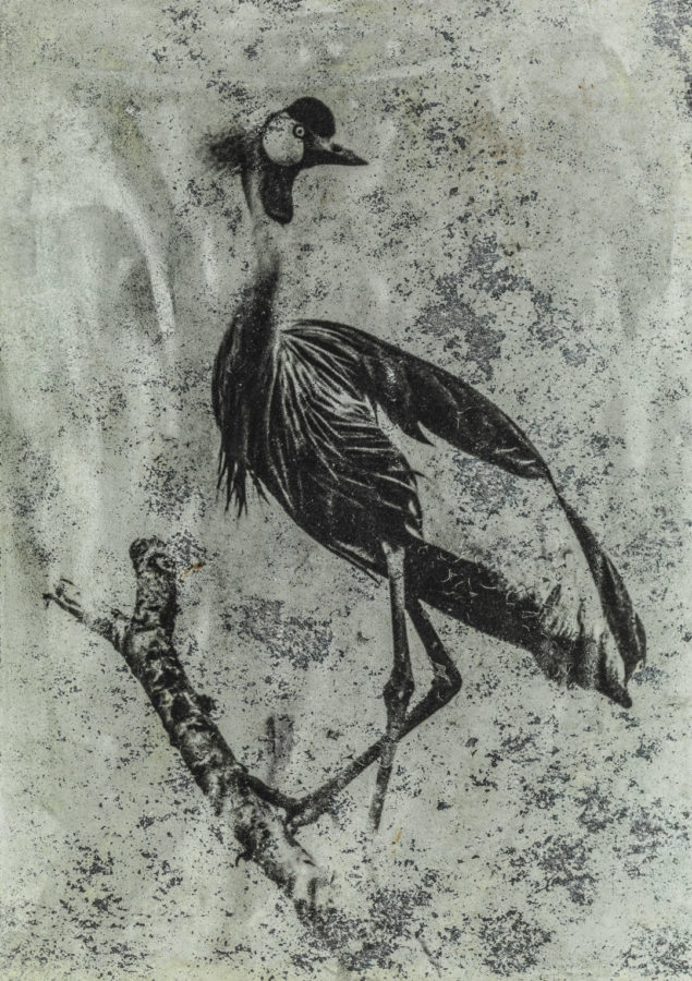 Ishasha Crane Photine | Steve Russell Gallery