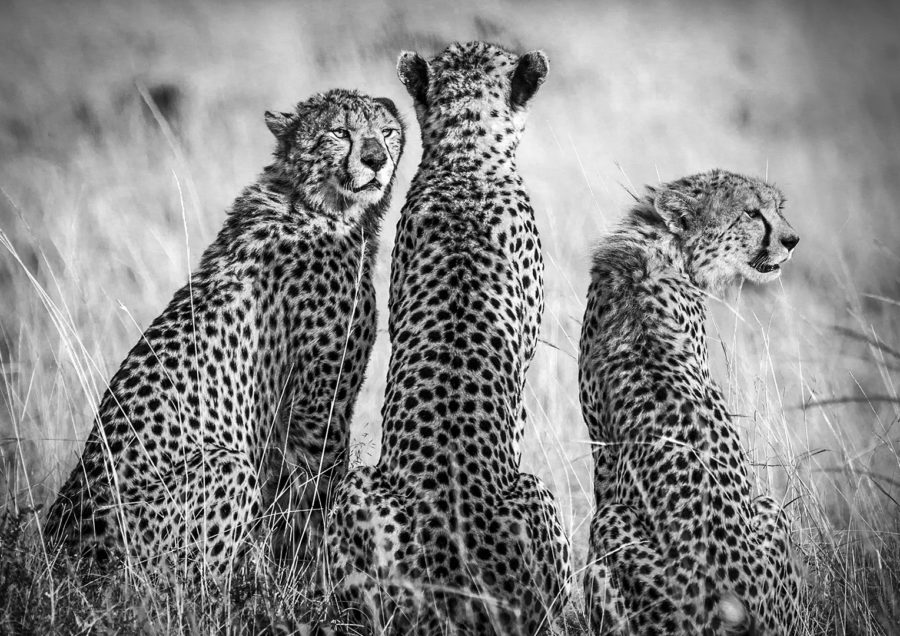 Well Spotted | Steve Russell Gallery