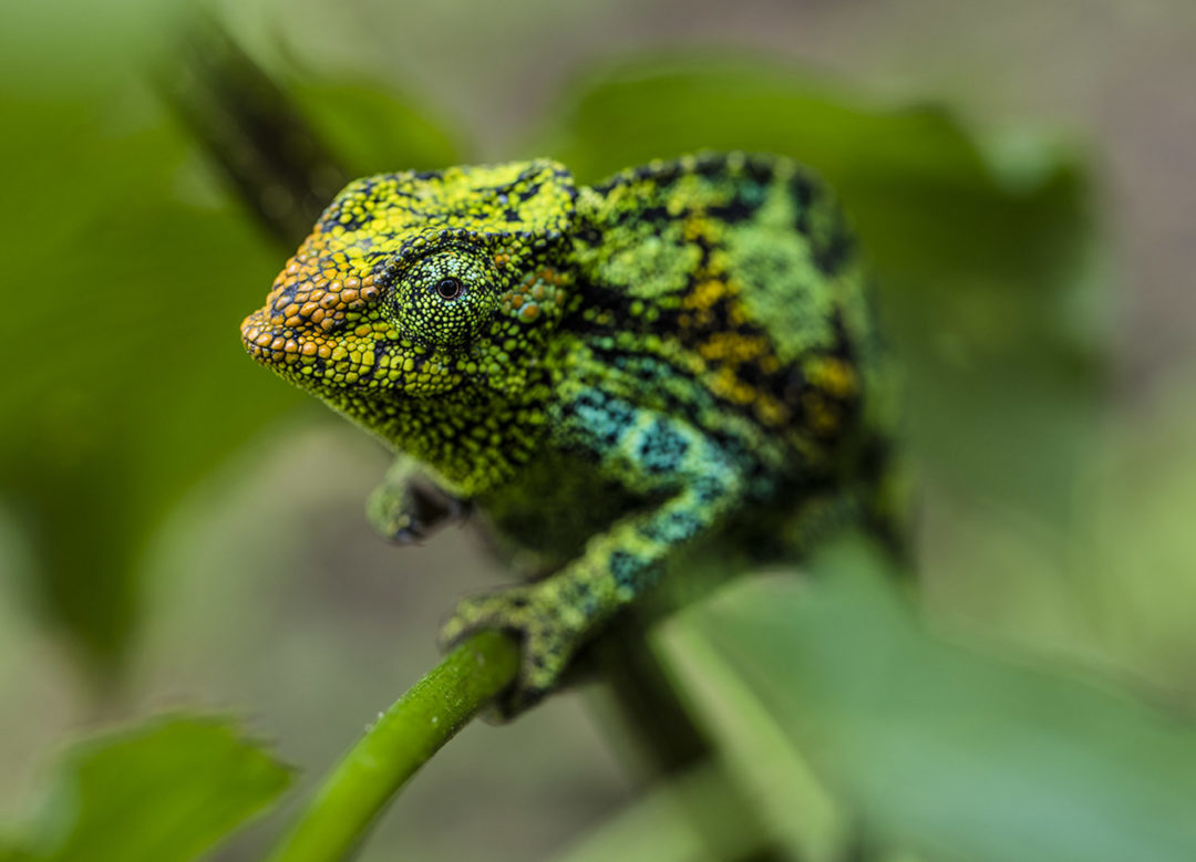 Climbing Johnston’s Three-Horned Chameleon (Female) | Steve Russell Gallery